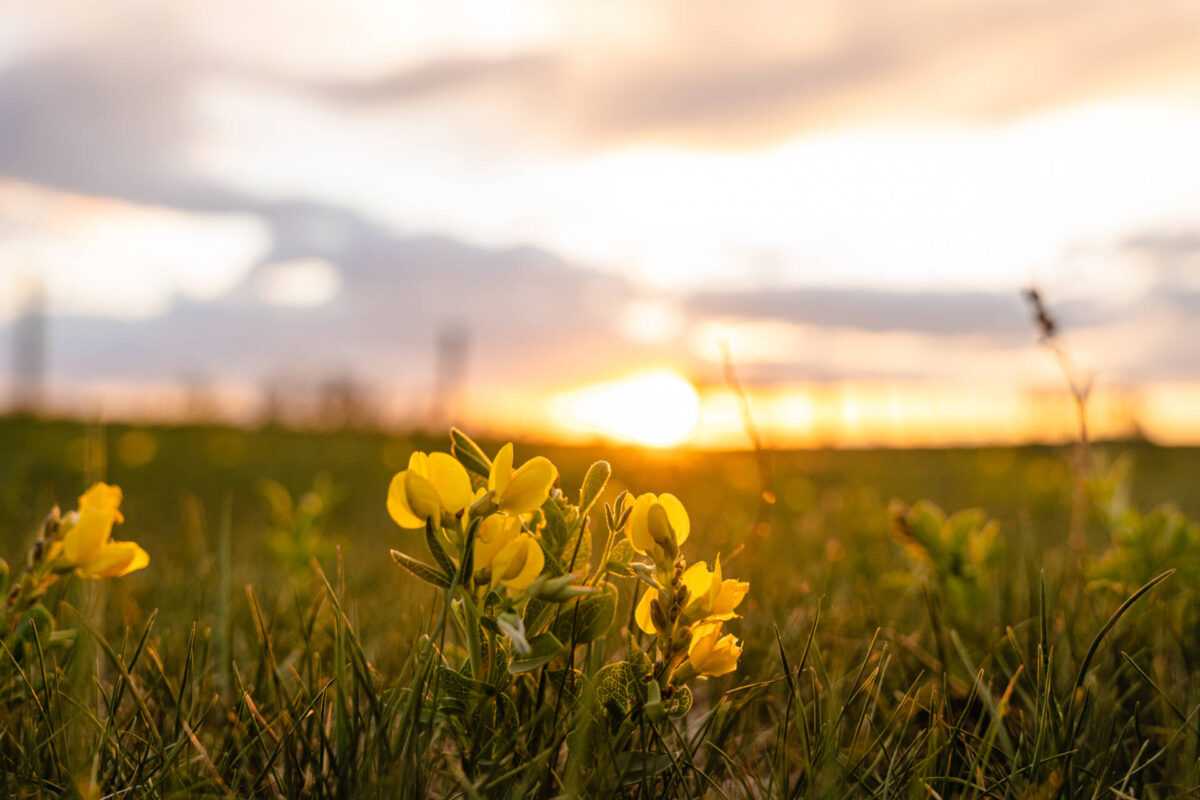 Logan Landing - A New Community in Southeast, Calgary, Alberta ...